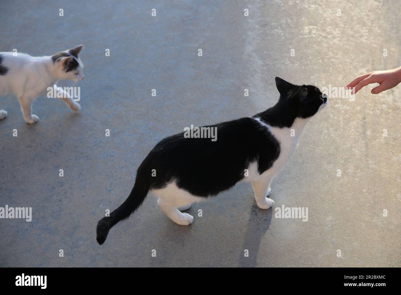 Woman reaching cute cat hi-res stock photography and images - Alamy