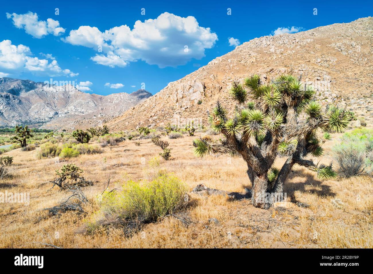 Yucca tree hi-res stock photography and images - Alamy