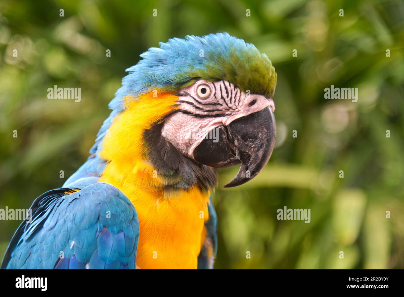 Parrot. Blue-and-yellow macaw (Ara ararauna), also known as the blue-and-gold macaw. Wild life ...