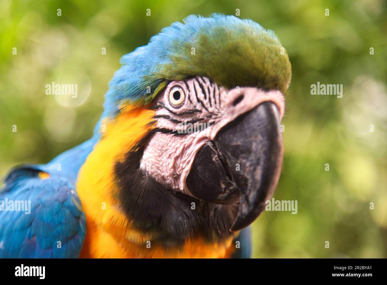 Parrot. Blue-and-yellow macaw (Ara ararauna), also known as the blue-and-gold macaw. Wild life ...