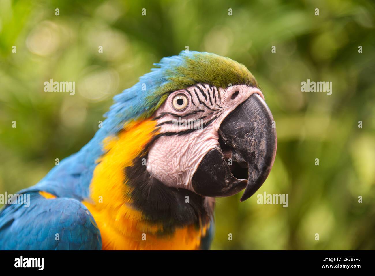 Parrot. Blue-and-yellow macaw (Ara ararauna), also known as the blue ...