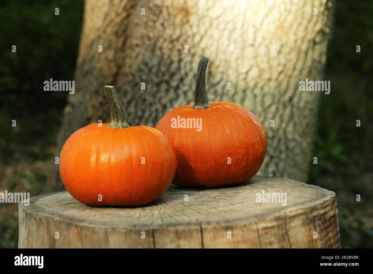 Pumpkin on stump in hi-res stock photography and images - Alamy