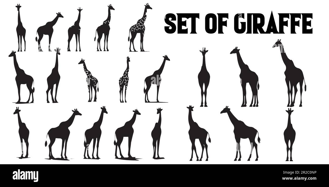 Giraffe black white silhouette hi-res stock photography and images - Alamy