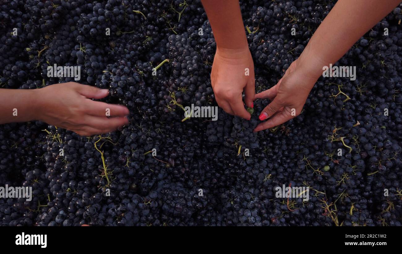 Red grapes selection and final cleaning process during harvest. Top ...