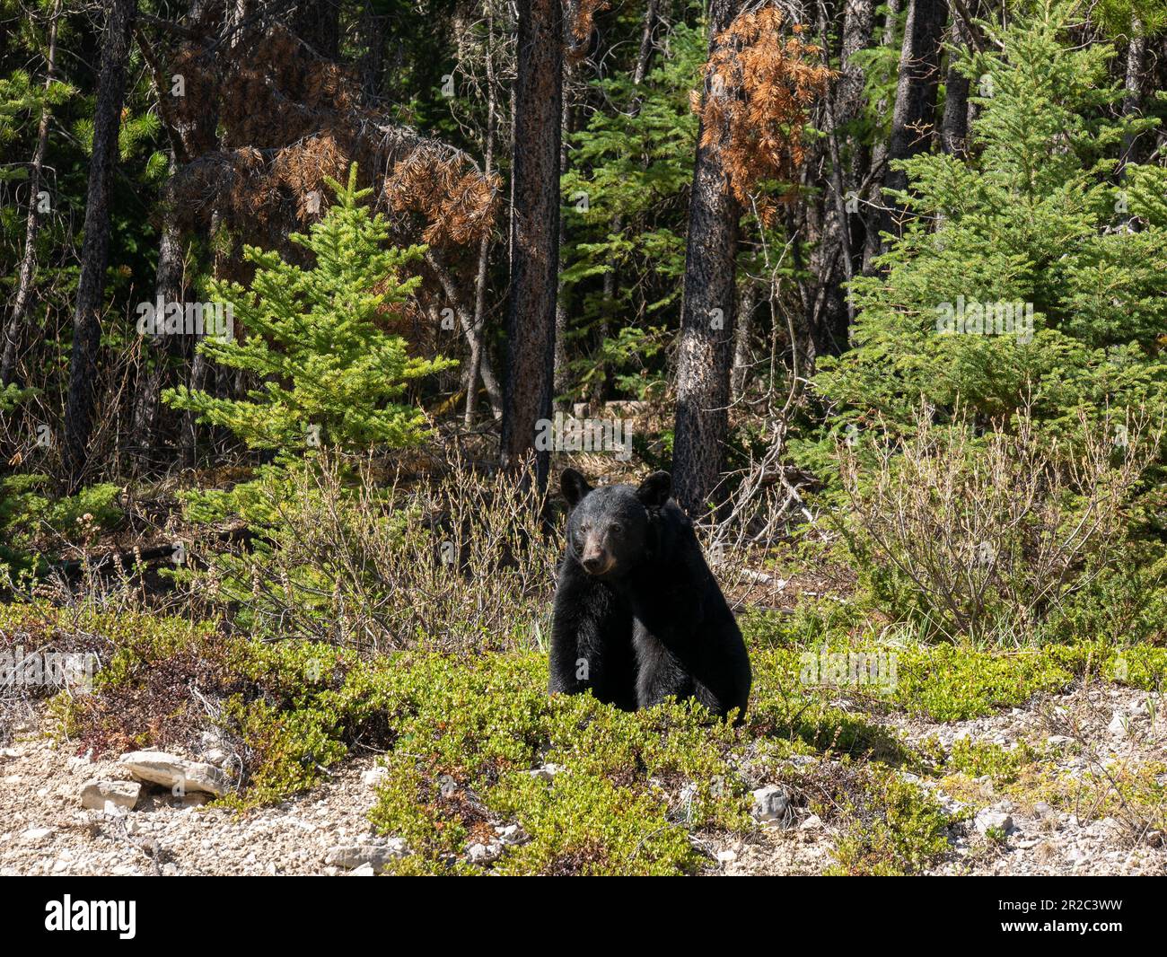 Black bear jasper national hi-res stock photography and images - Alamy
