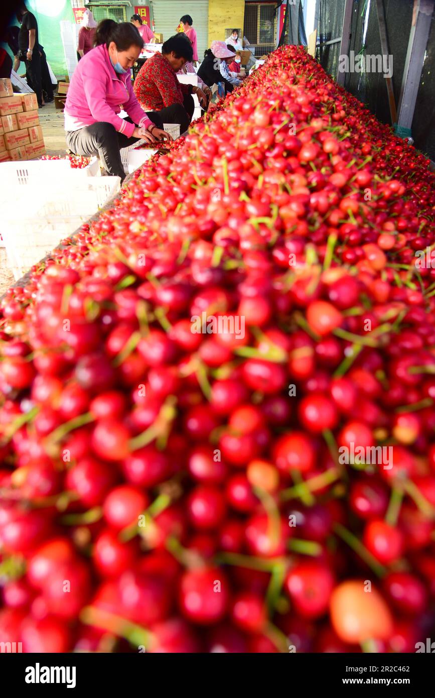 ZAOZHUANG, CHINA - MAY 19, 2023 - Women help customers sort cherries at ...