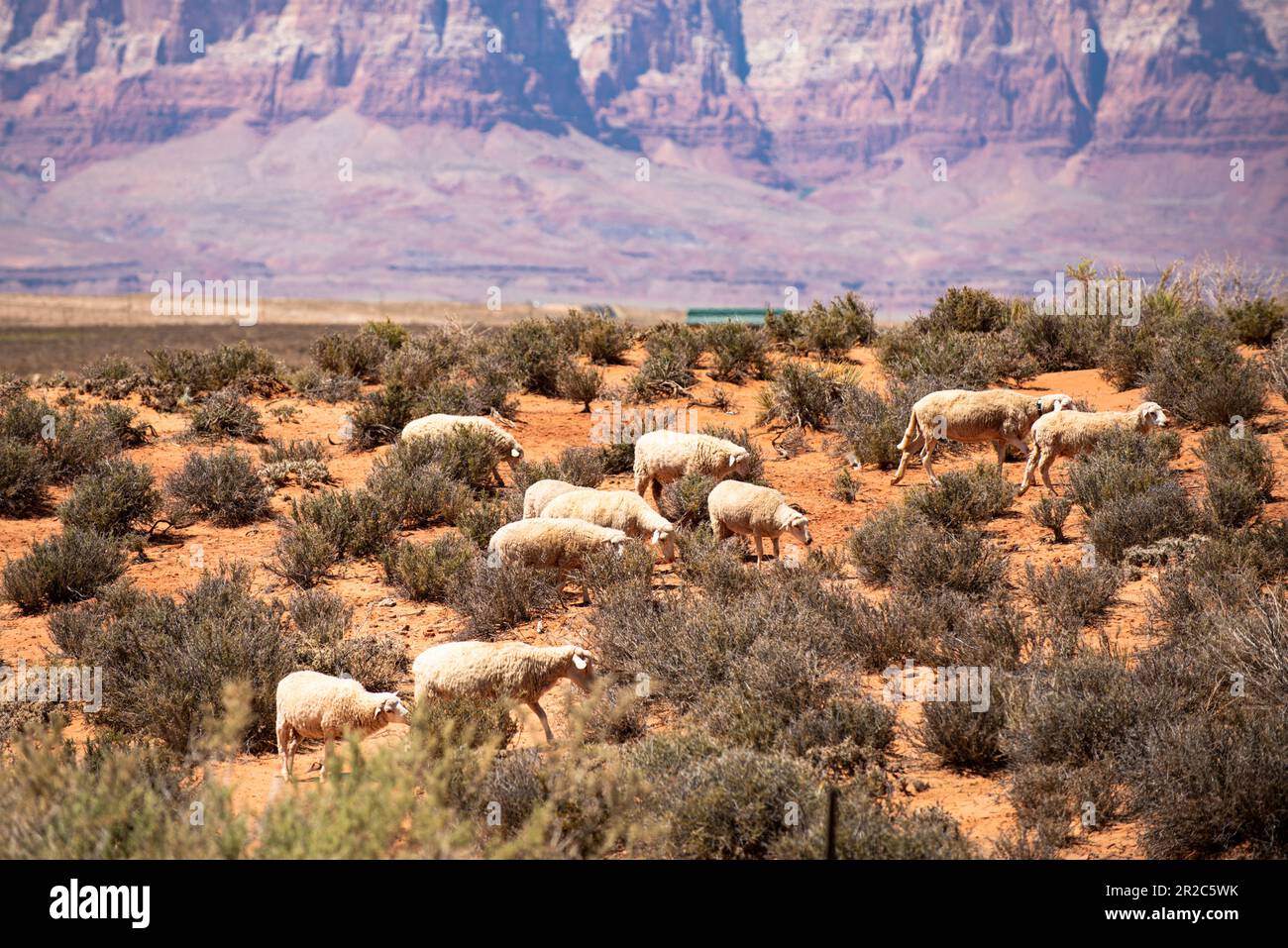Farming in desert. Sheeps and lamb wool in Arizona. Red rock canyon ...