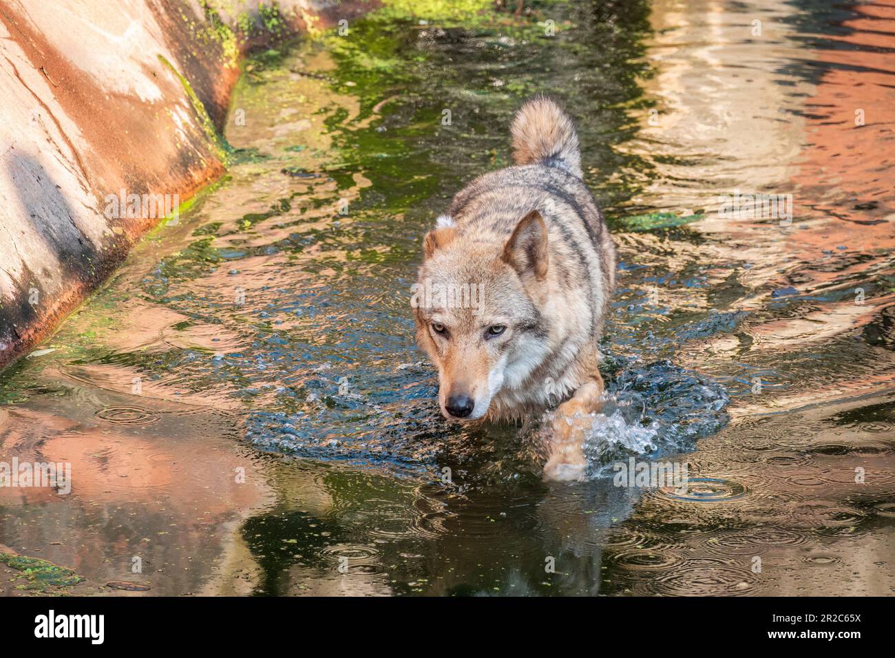 Grey Wolf, Canis lupus, Splashes Through Water. Grey wolf walking ...