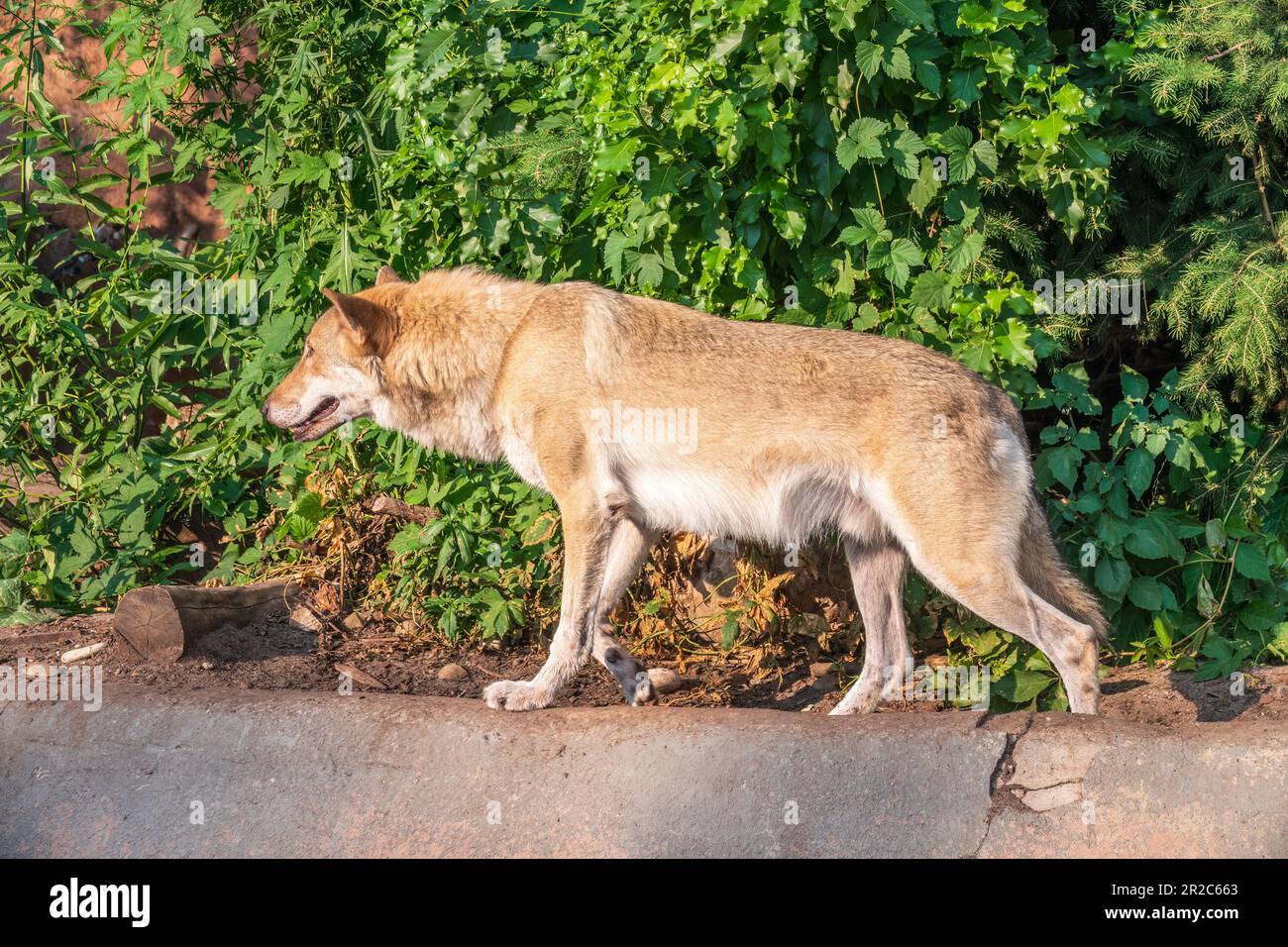 Gray wolf in forest on the green grass. The wolf, Canis lupus, also ...