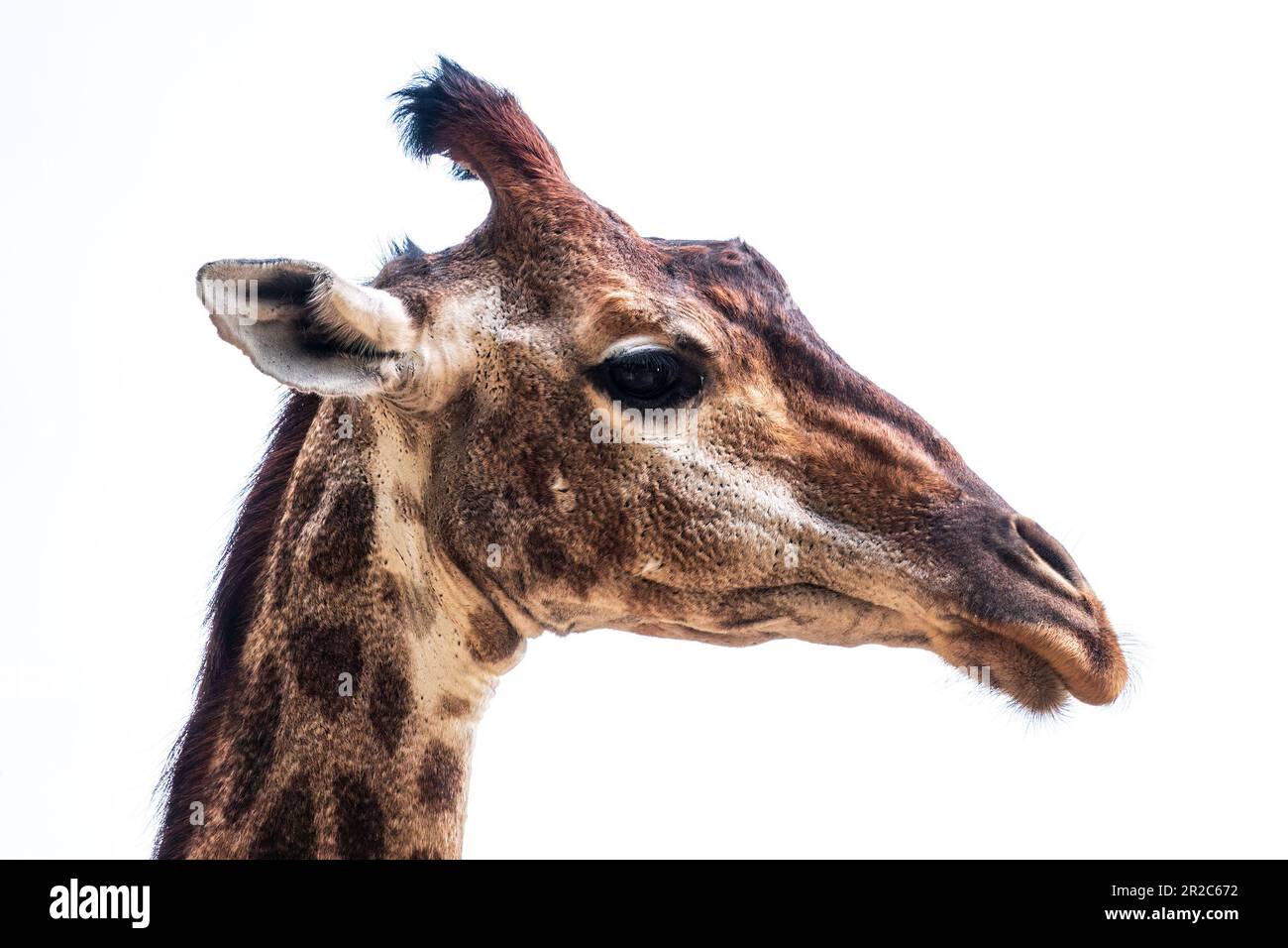 Giraffe Head Profile