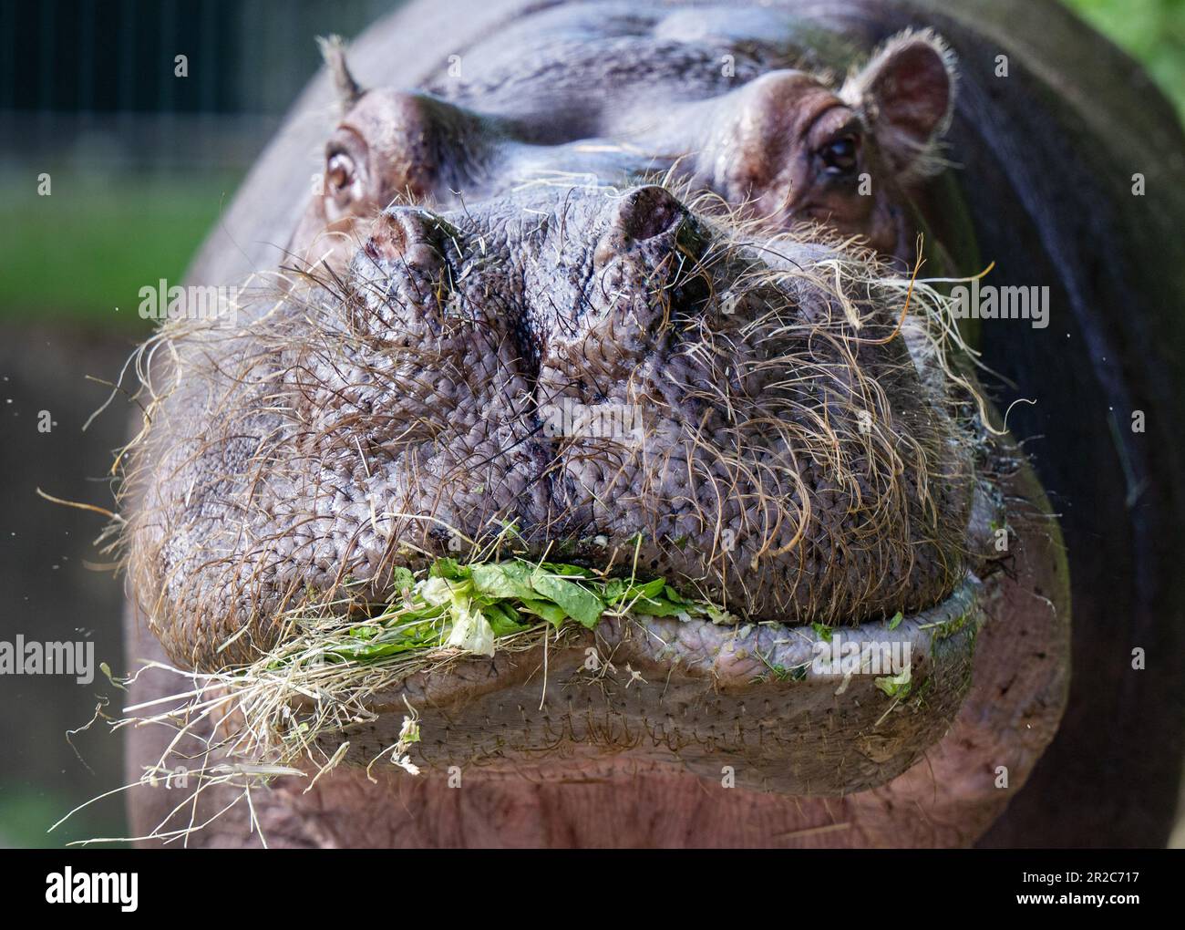Berlin, Germany. 15th May, 2023. A hippopotamus eats hay and lettuce ...