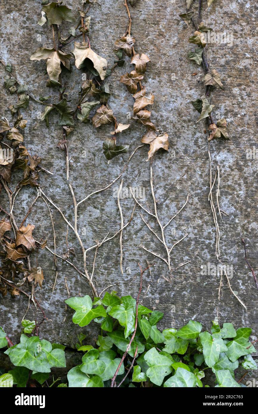 Ivy, both old and new growth, clinging to an old grave marker in a ...