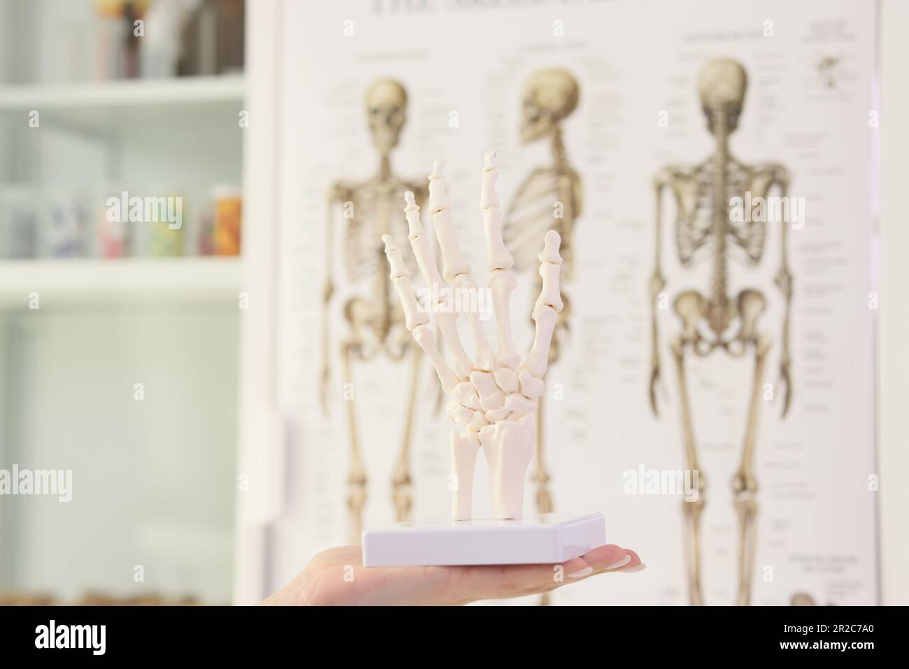 Human skeleton arm bones model hi-res stock photography and images - Alamy