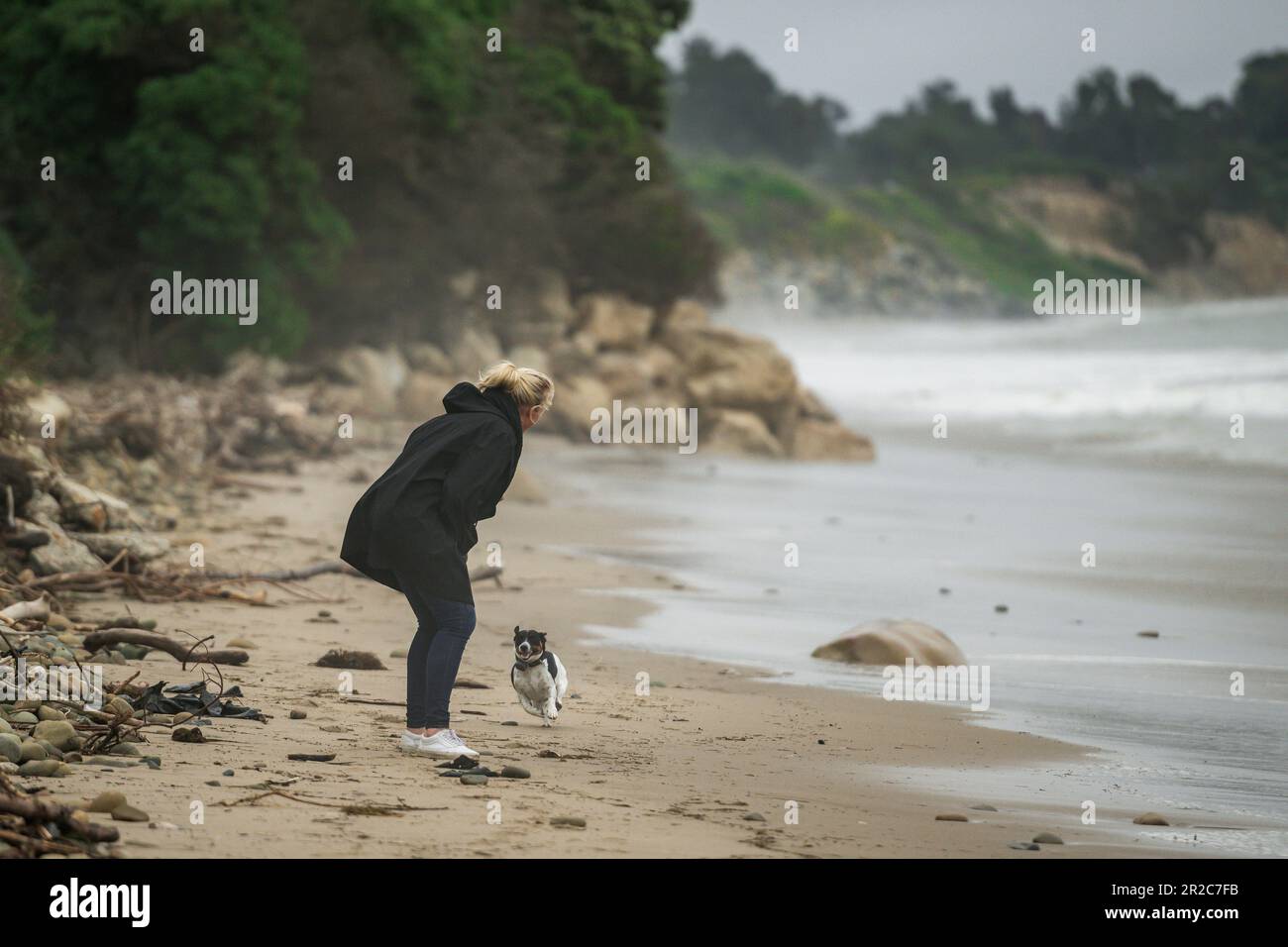 Jack russel dog Stock Photo - Alamy