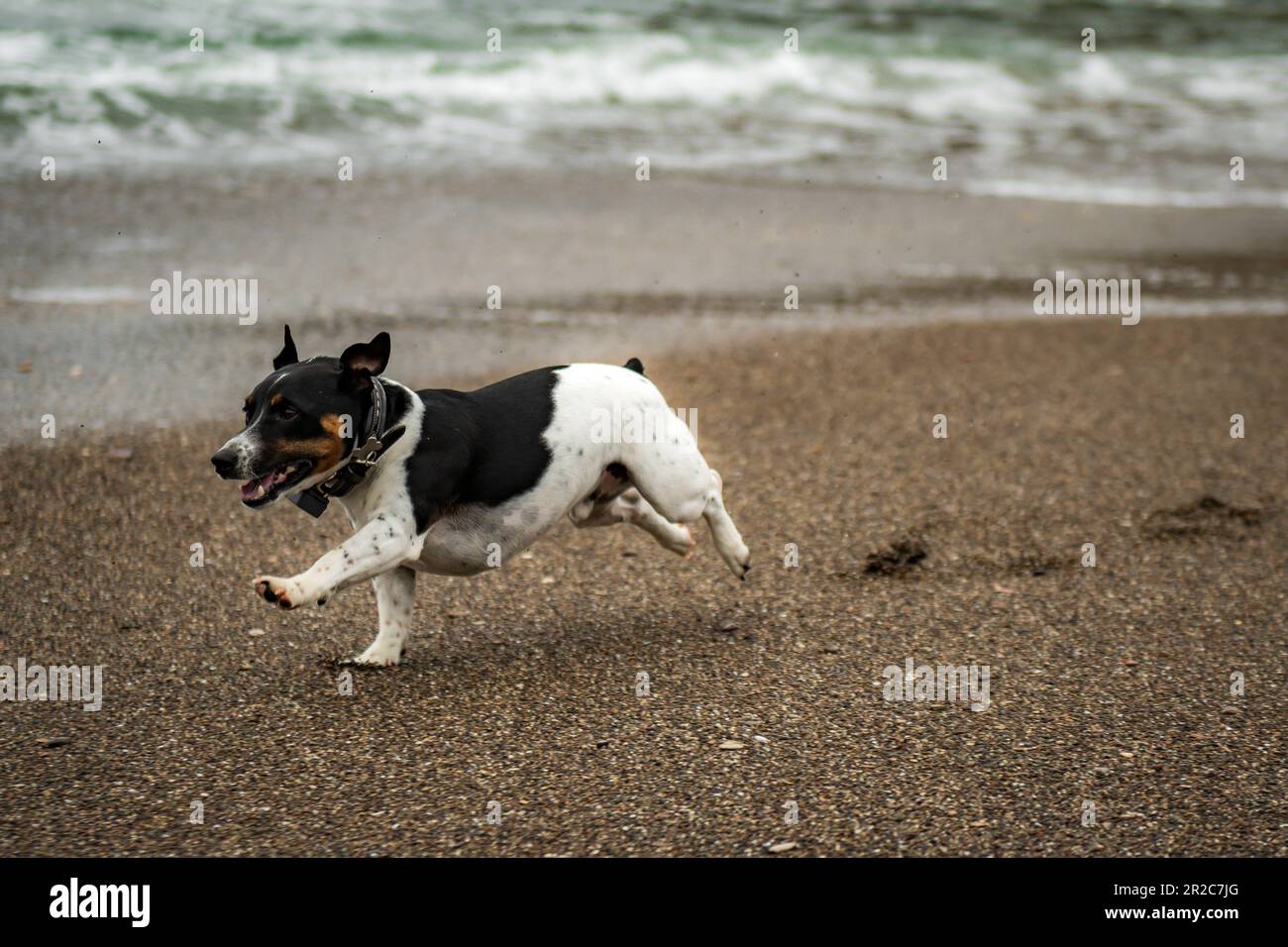 Black and White Jack Russel Terrier running on a beach on the ...