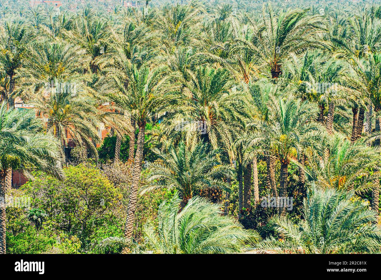 aerial view on plantation of palm trees background. Lots of bright ...