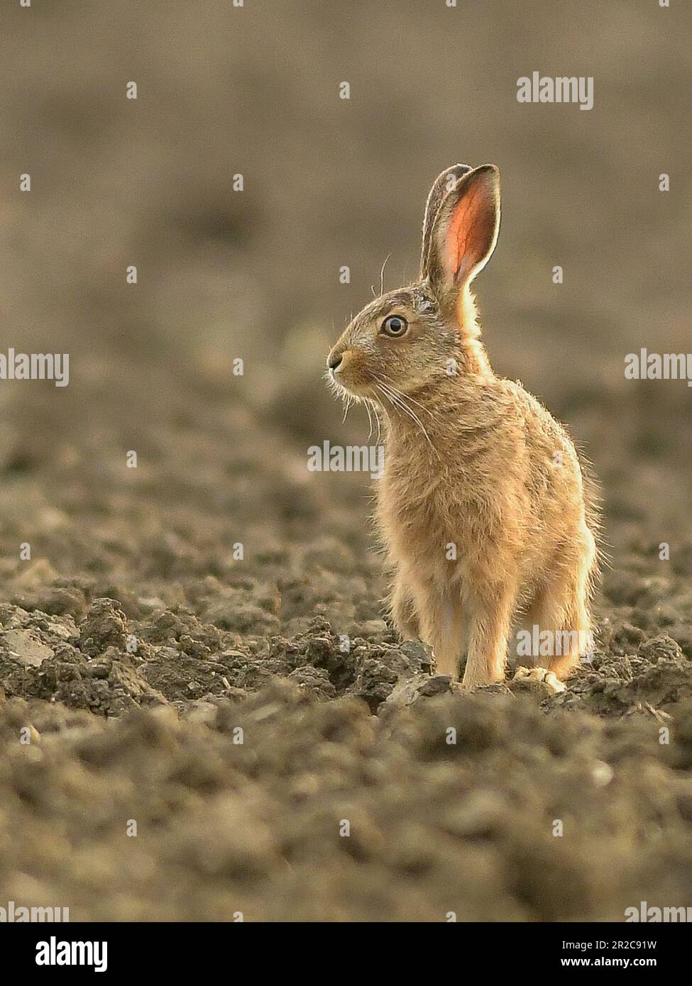 Leveret ears hi-res stock photography and images - Alamy