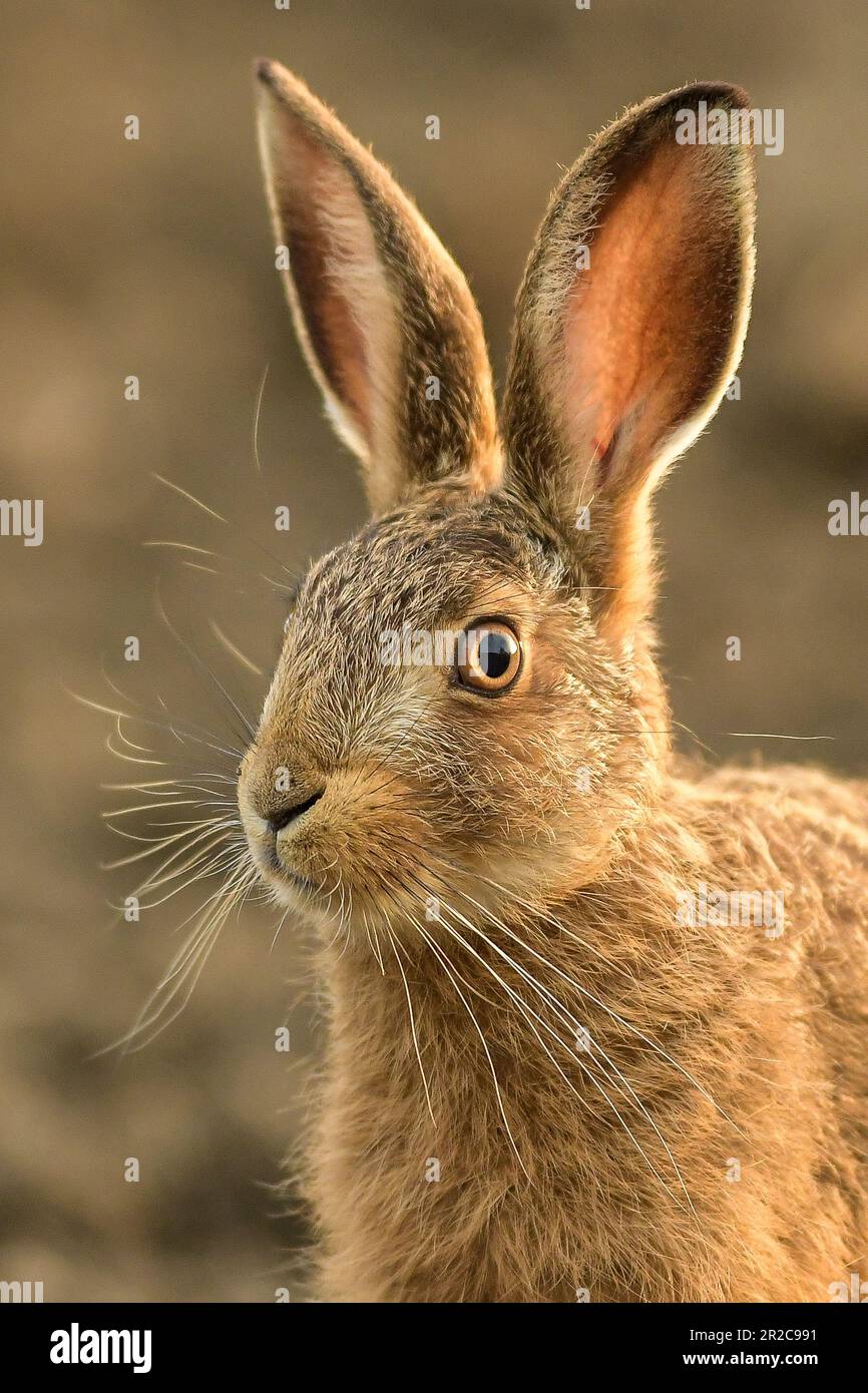 Leveret ears hi-res stock photography and images - Alamy