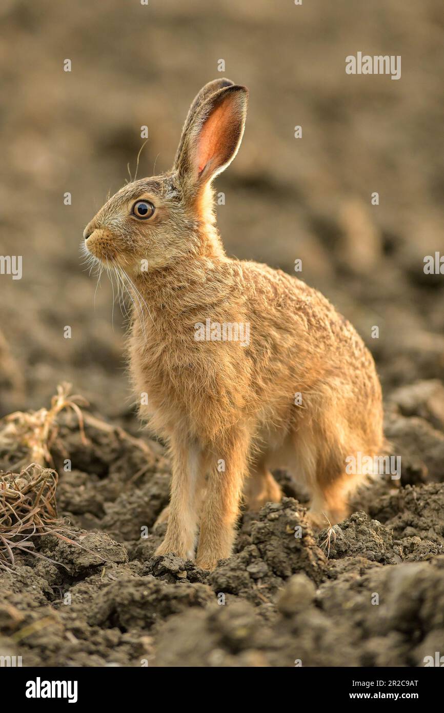 Leveret ears hi-res stock photography and images - Alamy