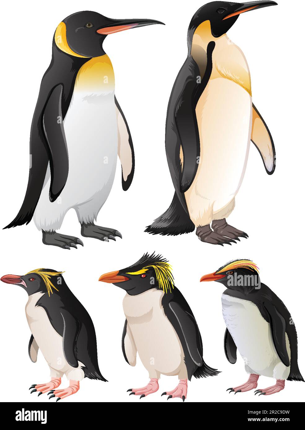 Set of penguins in different species illustration Stock Vector Image ...