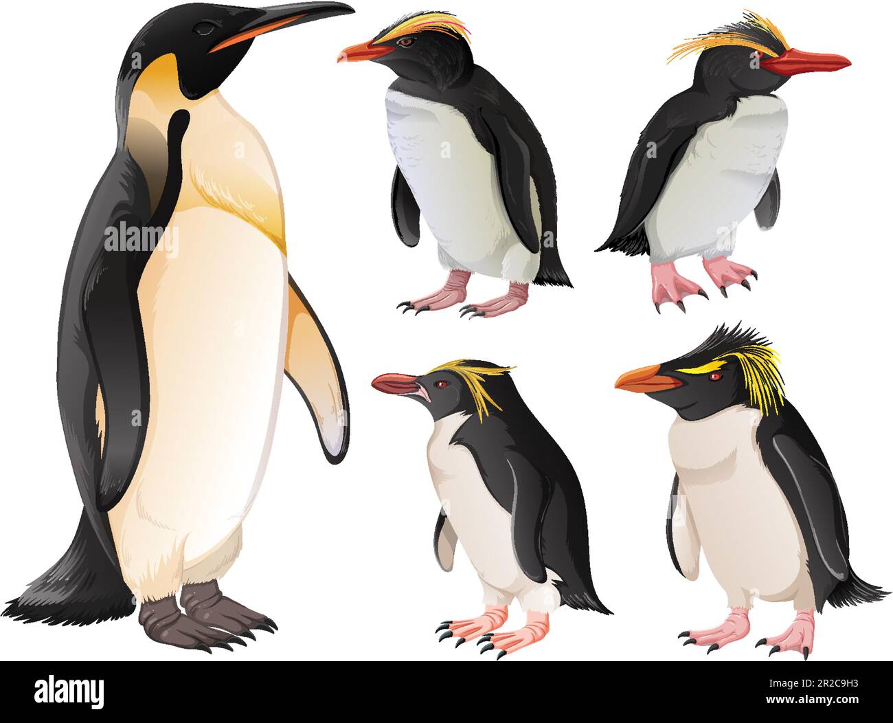 Set of penguins in different species illustration Stock Vector Image ...