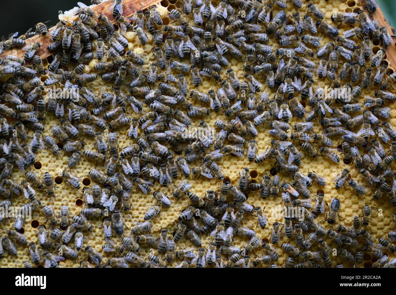 Asian hornet bees hi-res stock photography and images - Alamy