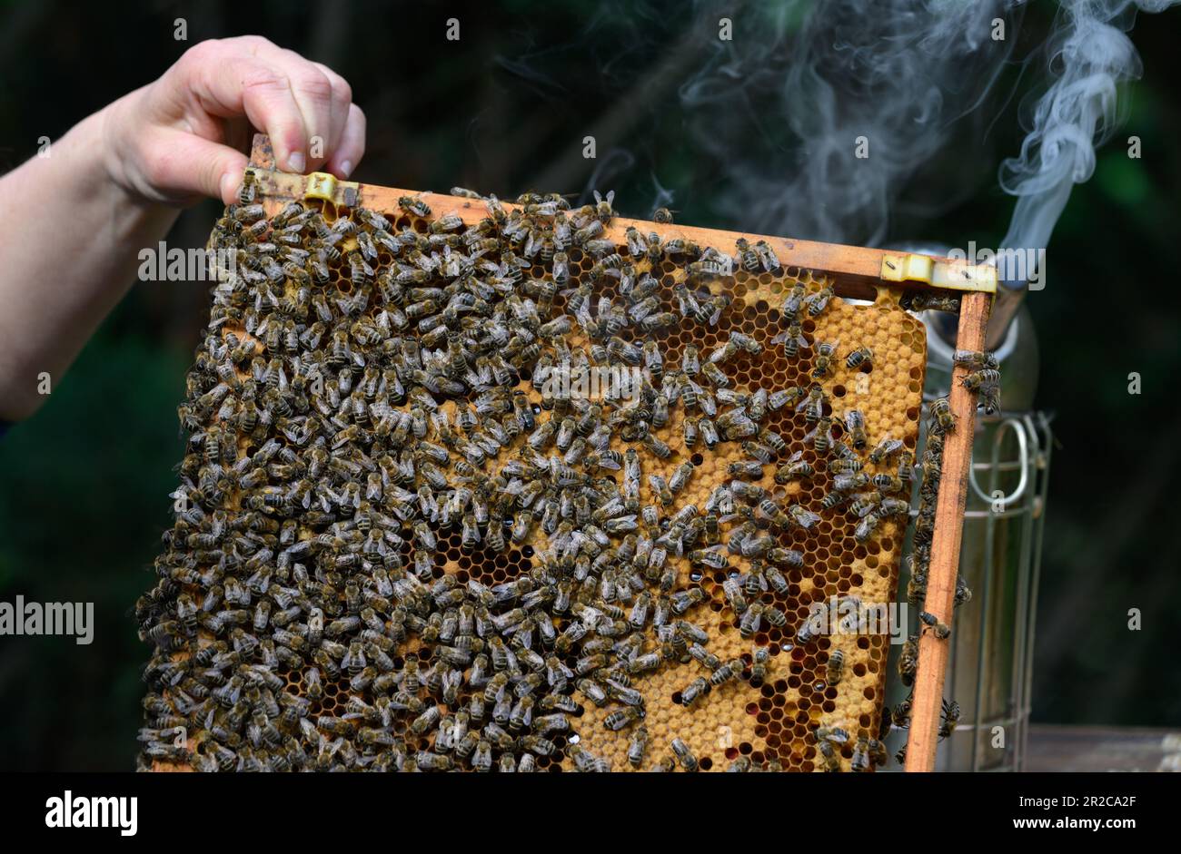 Asian hornet hive hi-res stock photography and images - Alamy