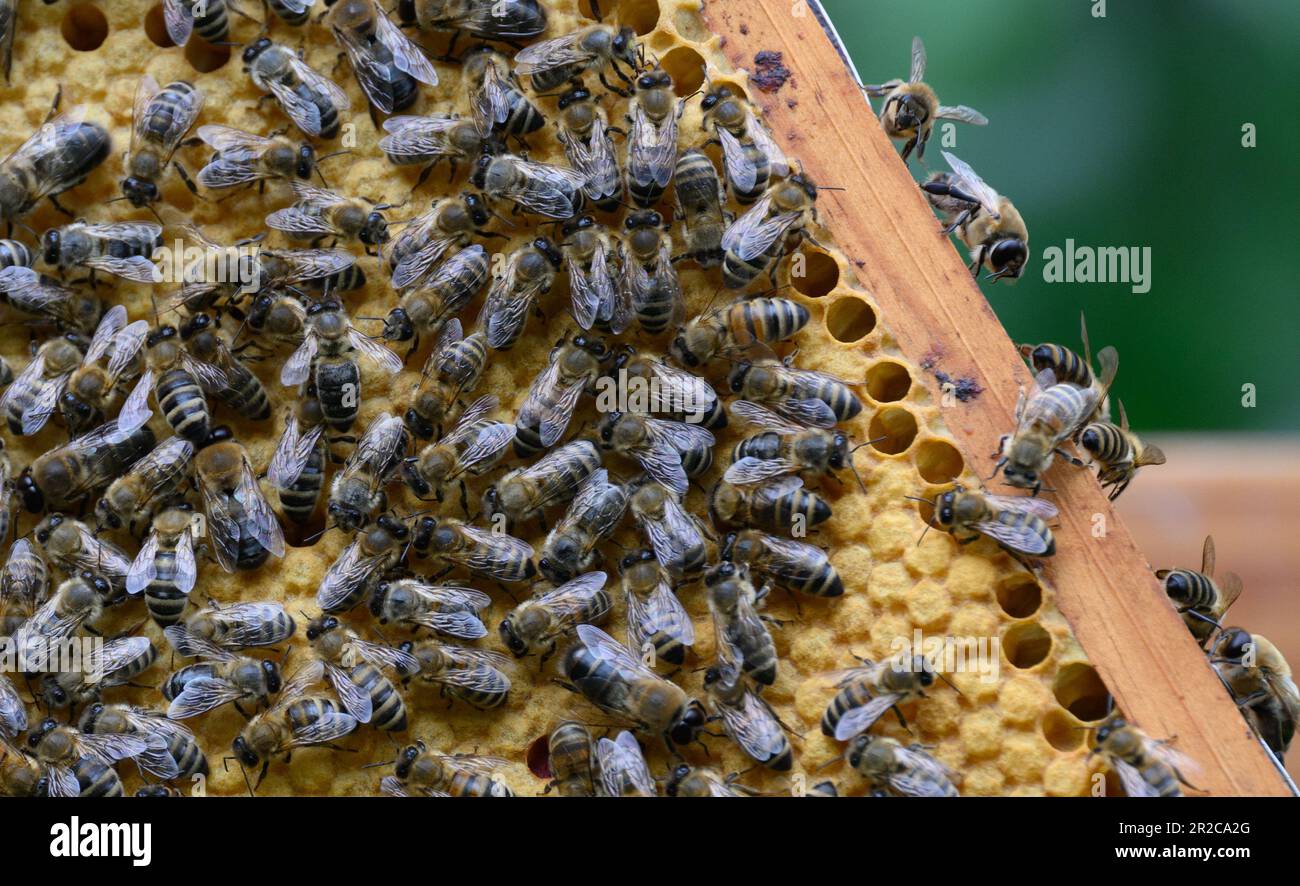 Asian hornet bees hi-res stock photography and images - Alamy