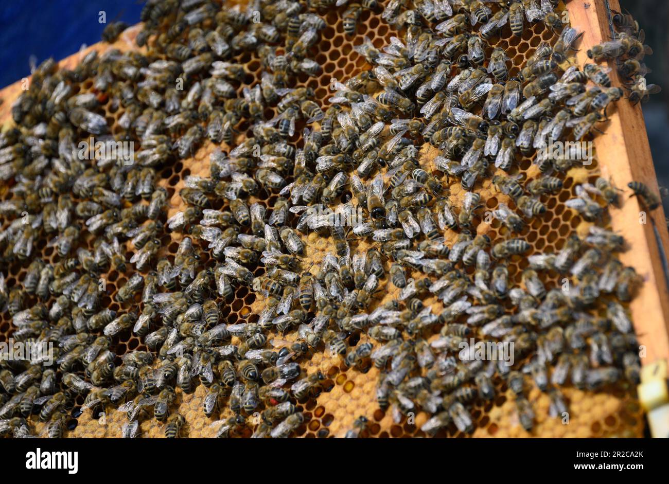 Dresden, Germany. 15th May, 2023. Honey bees sitting on a brood comb ...