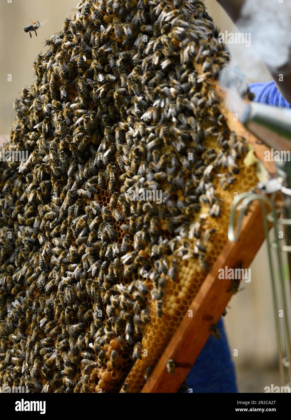 Asian hornet bees hi-res stock photography and images - Alamy