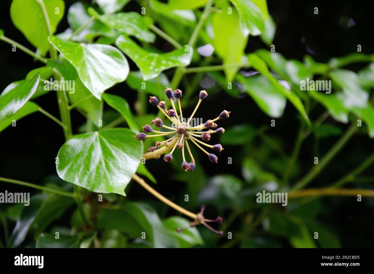 Canary Islands Ivy, close up macro image of buds and leaves, spring ...