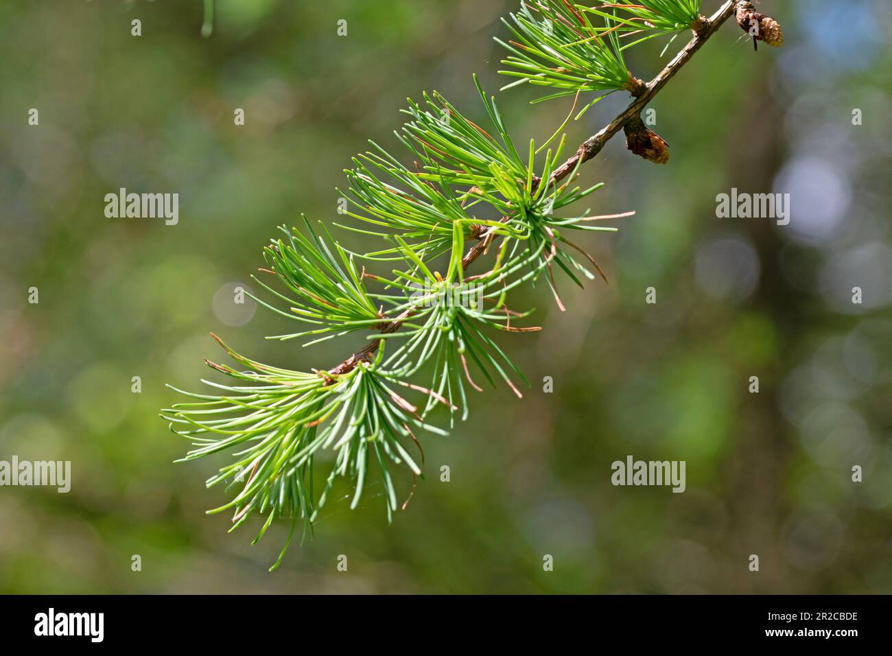 Common larch tree close up of needles. Larix decidua Stock Photo - Alamy