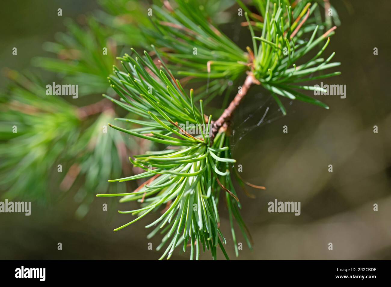 Common larch tree close up of needles. Larix decidua Stock Photo - Alamy
