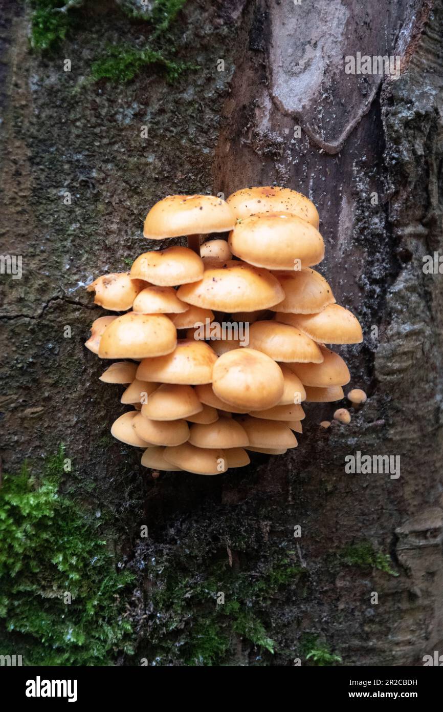 Mushrooms, the velvet foot or enoki. Flammulina velutipes in a natural ...