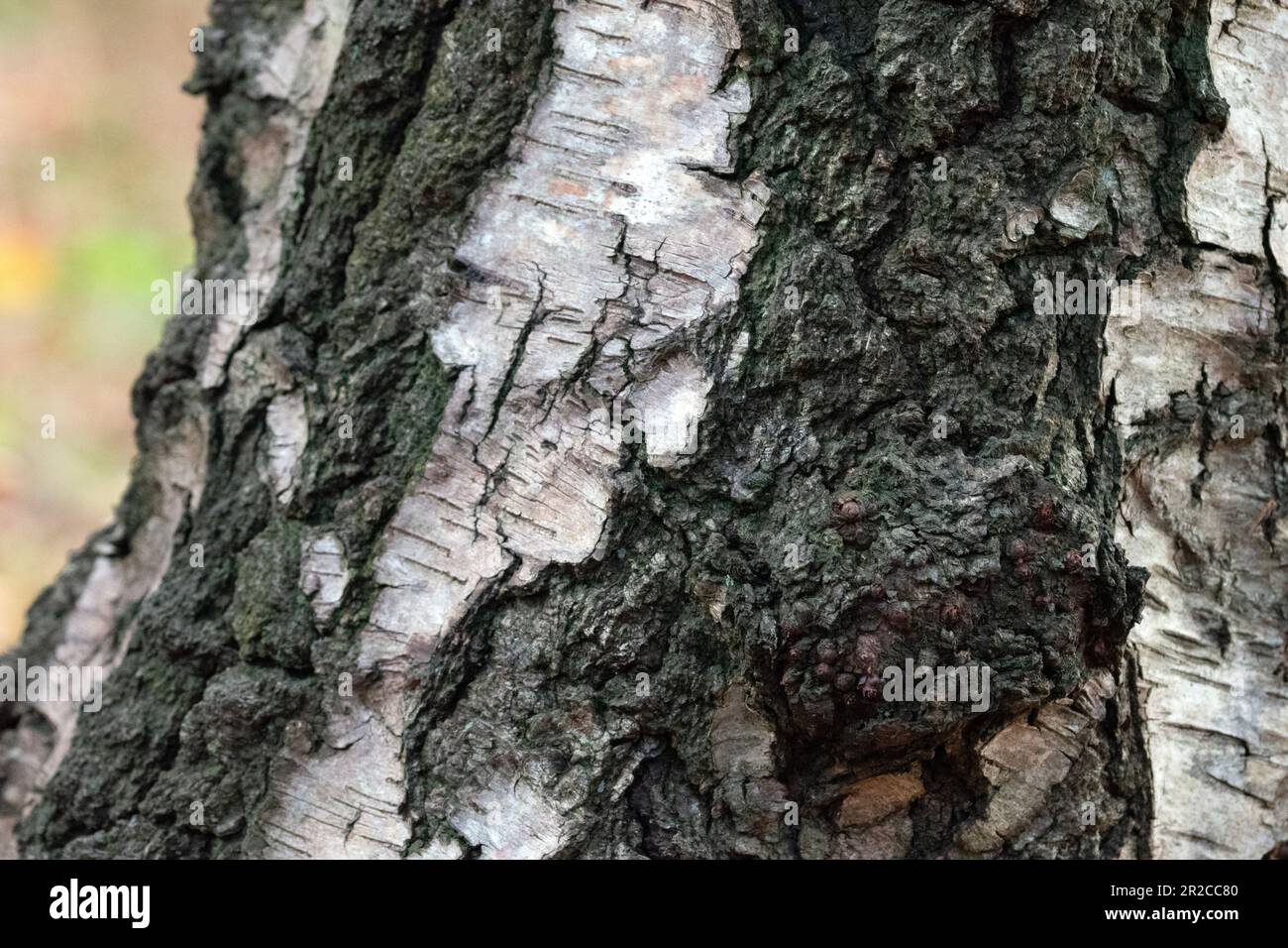 Close up photo of silver birch bark. Old birch tree for background ...