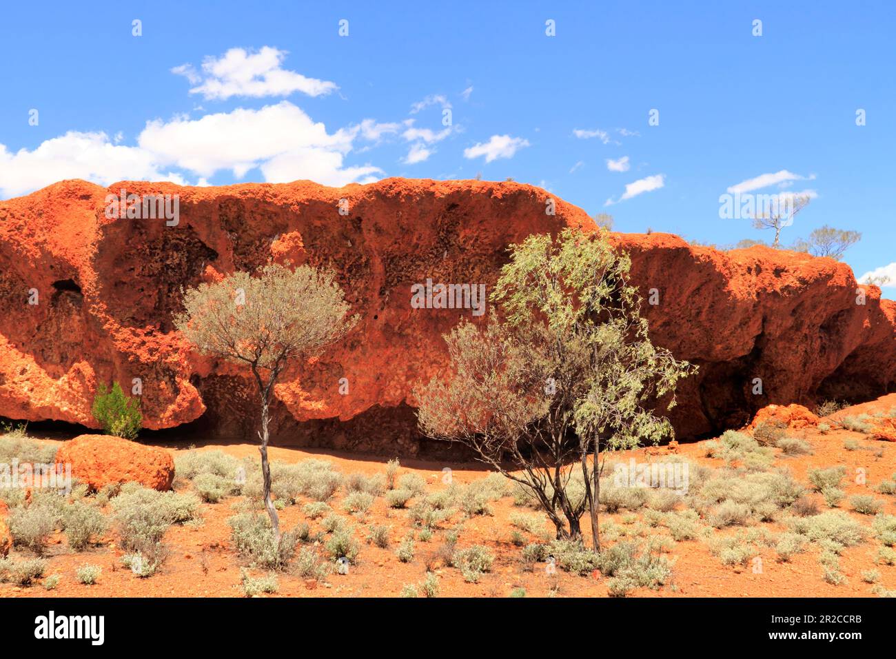 Mulga Trees ( Acacia aneura ) family MIMOSACEAE in front of red rock ...
