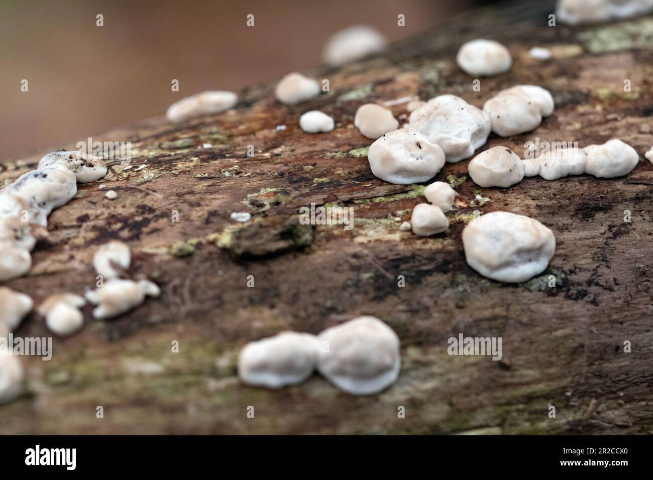 Ceramic fungus hi-res stock photography and images - Alamy