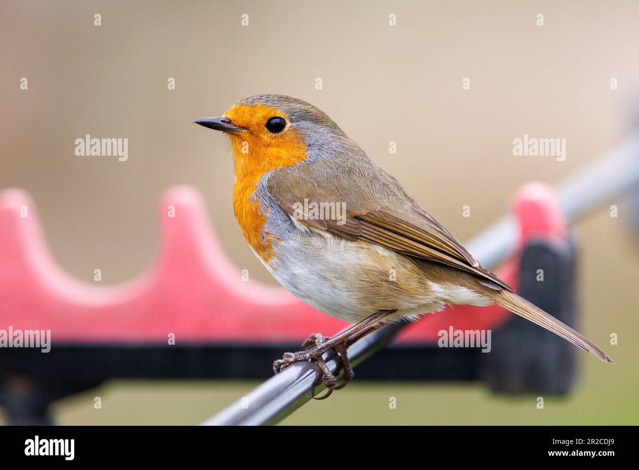 Robin on the pole hi-res stock photography and images - Alamy