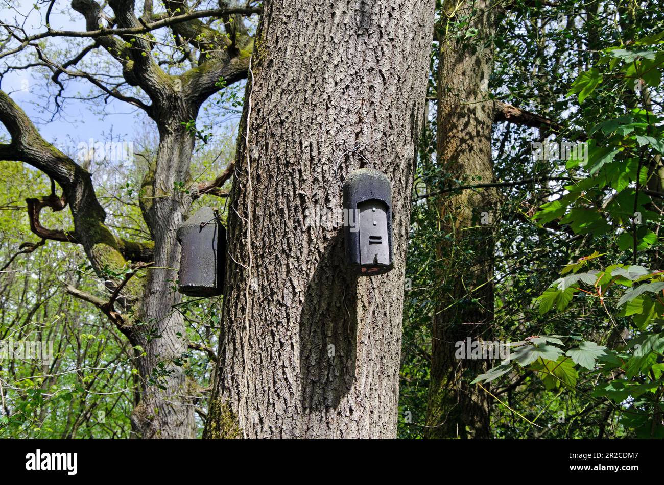 Bat roosting box on a tree, round woodcrete box for roosting bats in a ...