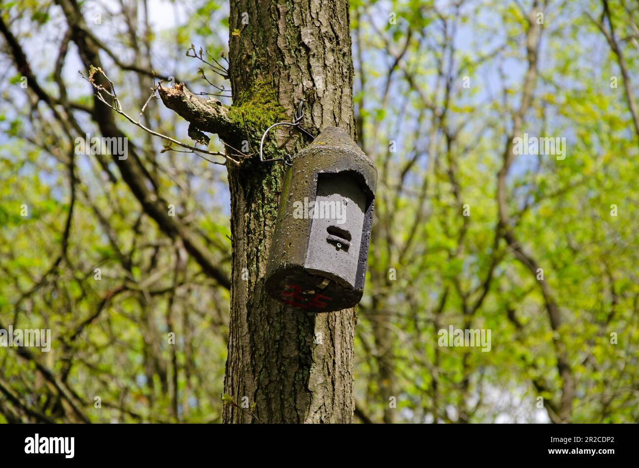 Bat roosting box on a tree, round woodcrete box for roosting bats in a ...