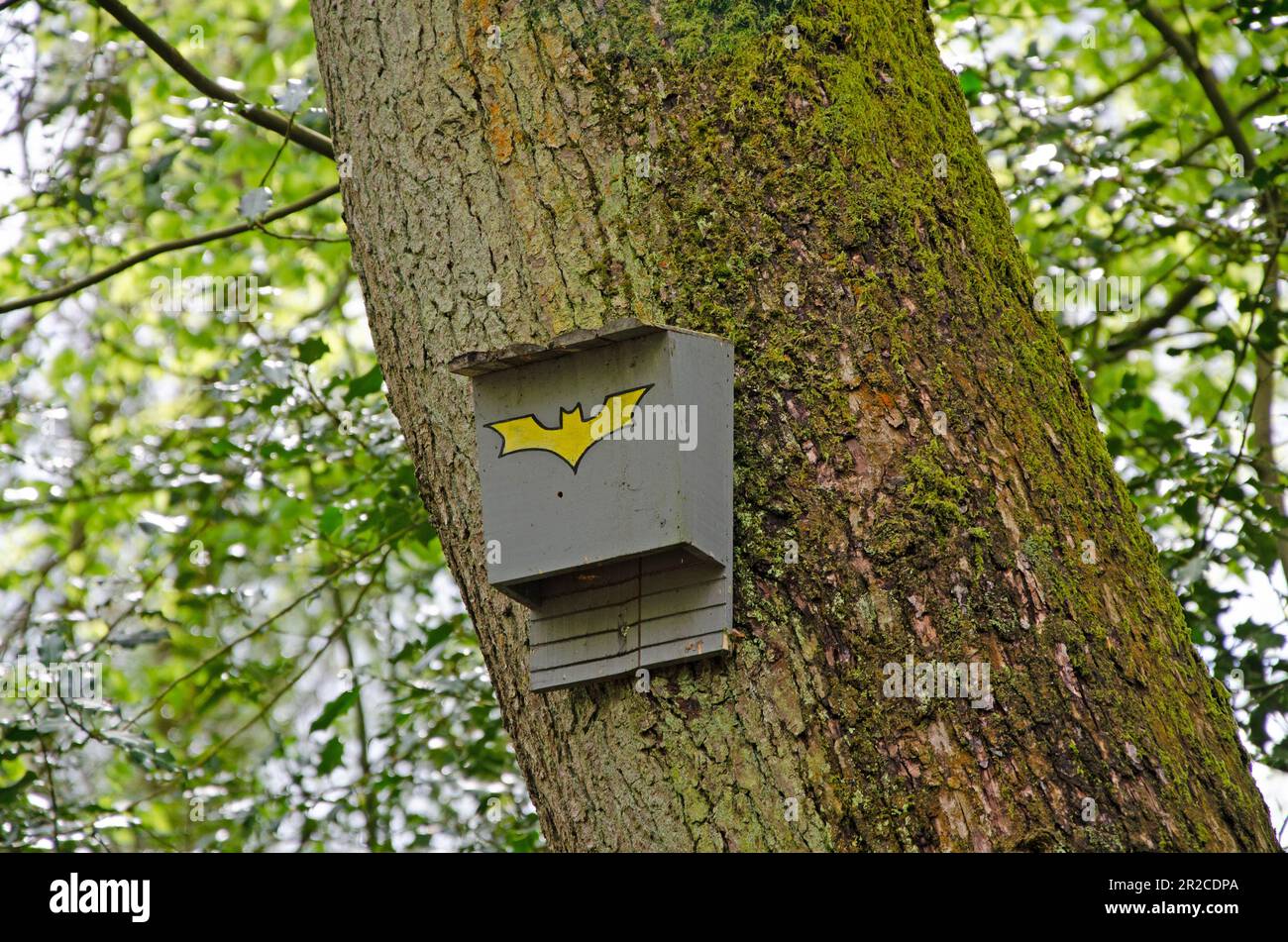 Tree box for bats in the forest Stock Photo - Alamy