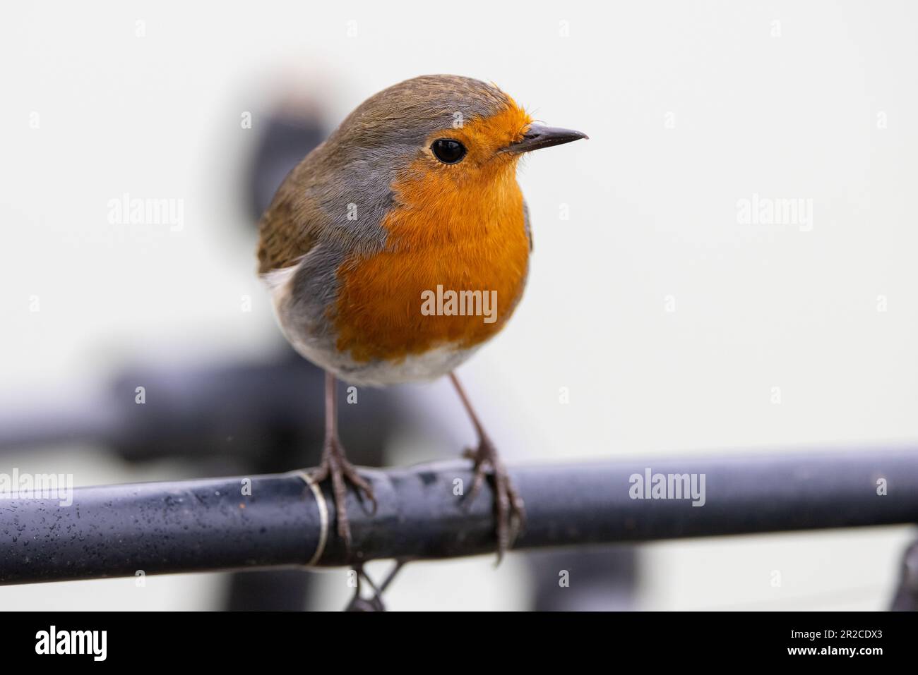 Robin on the pole hi-res stock photography and images - Alamy