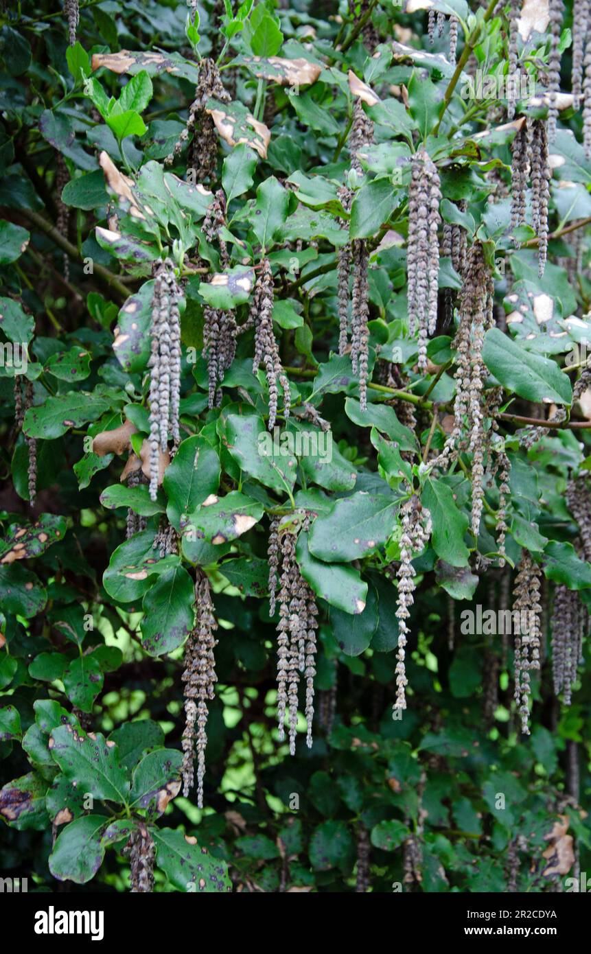 Silk tassel bush in bloom in spring. Garrya elliptica Stock Photo - Alamy