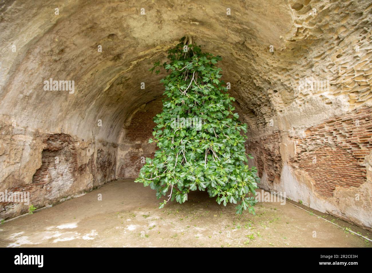 Fig Tree growing upside-down in the baths of Baia, Bacoli, Italy Stock ...