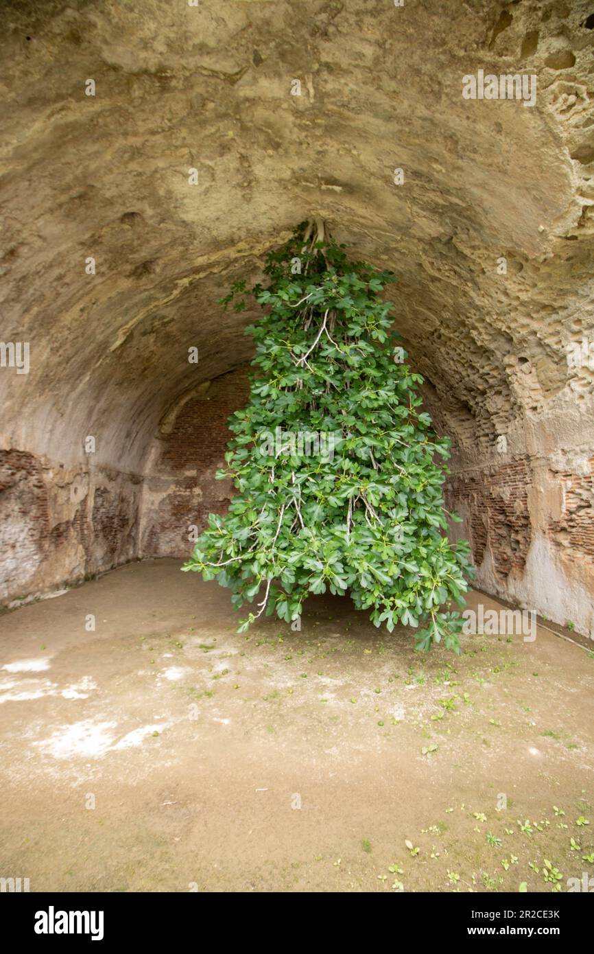 Fig Tree growing upside-down in the baths of Baia, Bacoli, Italy Stock ...
