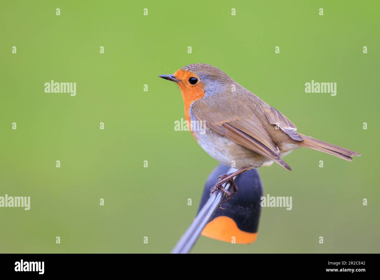 Robin on the pole hi-res stock photography and images - Alamy
