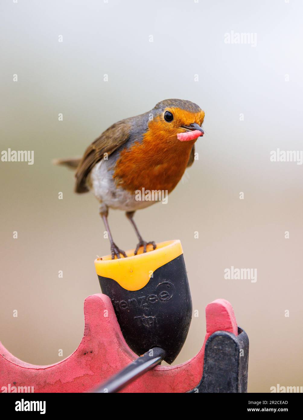 Bait for birds hi-res stock photography and images - Alamy