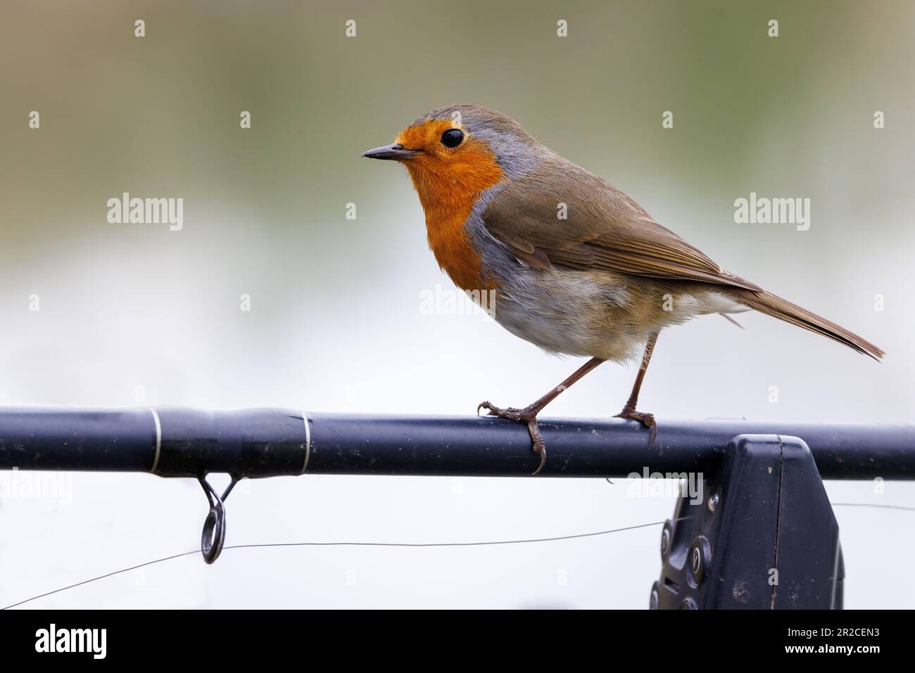 Robin on the pole hi-res stock photography and images - Alamy