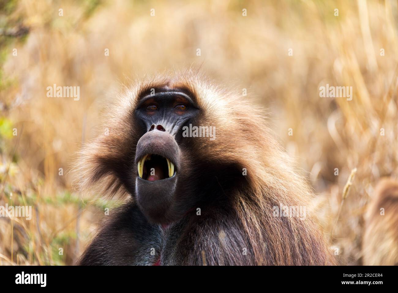 Alpha male of Gelada (Theropithecus gelada), sometimes called the ...