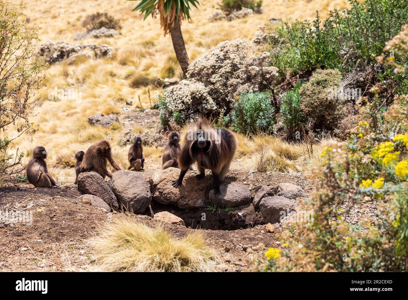 Family of Gelada (Theropithecus gelada), sometimes called the bleeding ...